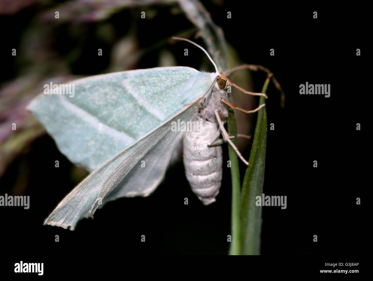 European Light Emerald moth (Campaea margaritaria Stock Photo - Alamy
