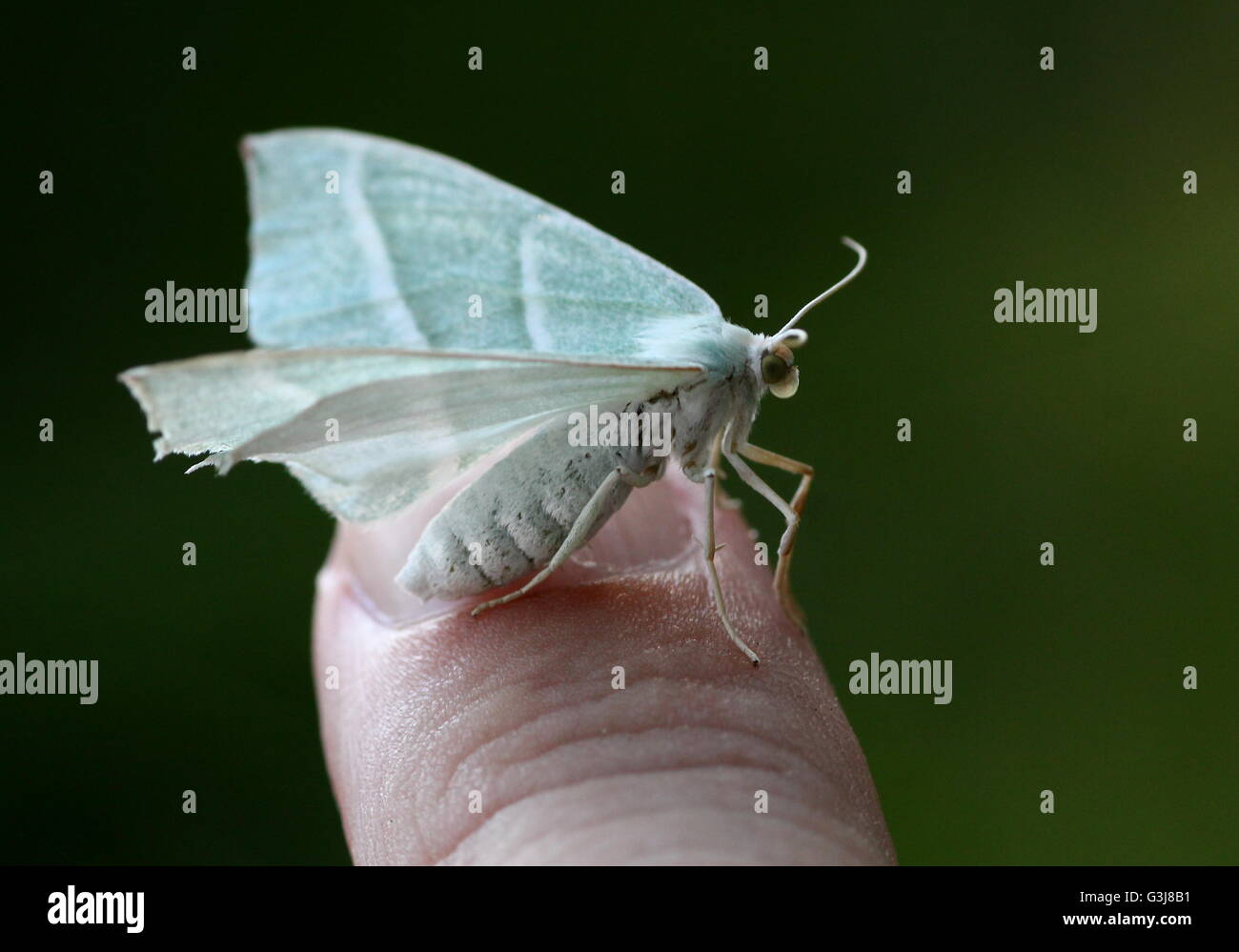 Light emerald moth campaea margaritaria hi-res stock photography and ...