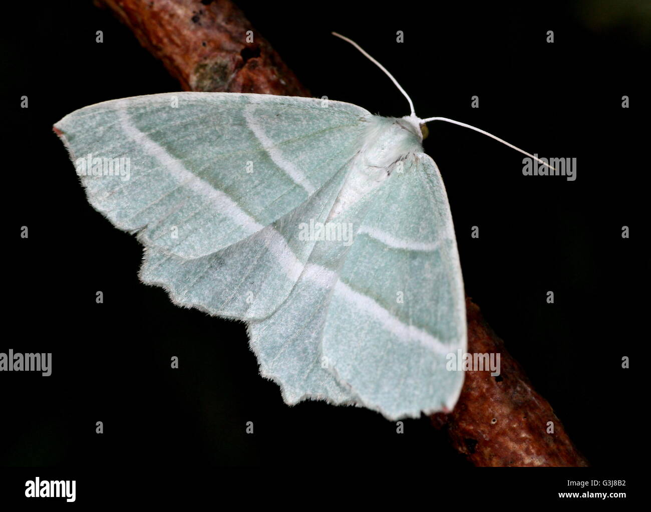 European Light Emerald moth (Campaea margaritaria) posing on a branch ...