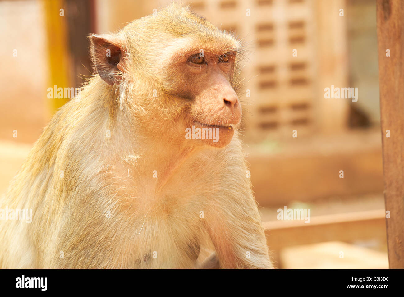 monkey in a zoo in Thailand Stock Photo - Alamy