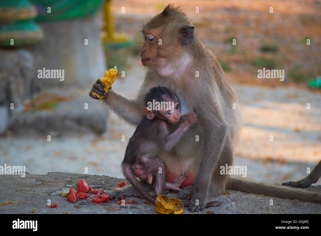 wild monkeys in Thailand Stock Photo - Alamy