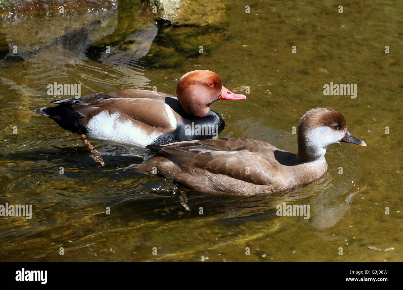 Red crested pochards hi-res stock photography and images - Alamy