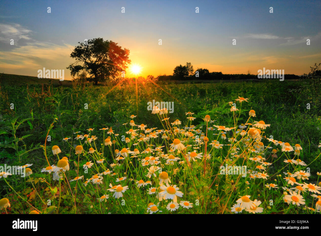 Landscape sunset wild flowers hi-res stock photography and images - Alamy