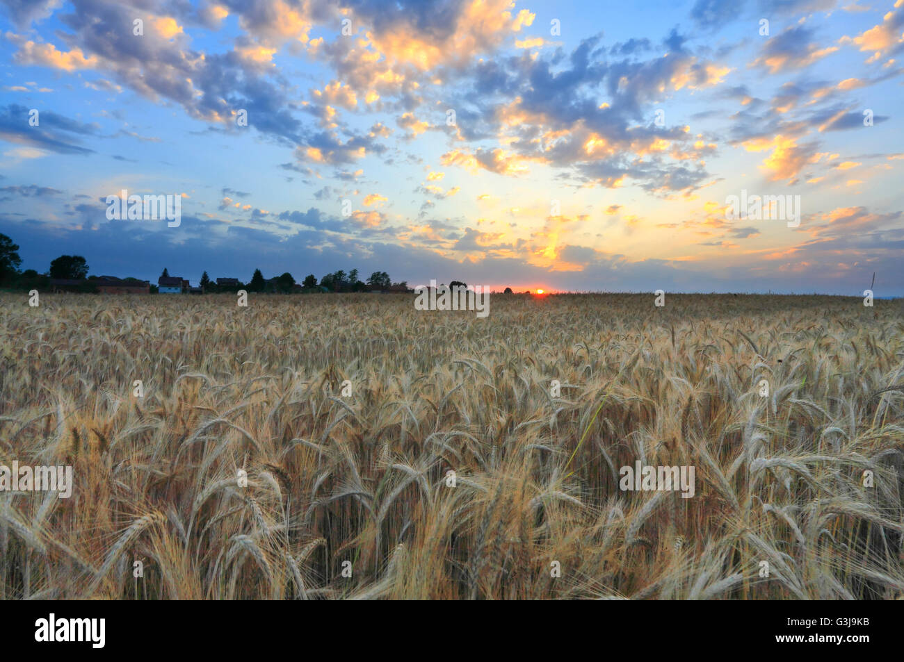Wheat field at sunset Stock Photo - Alamy
