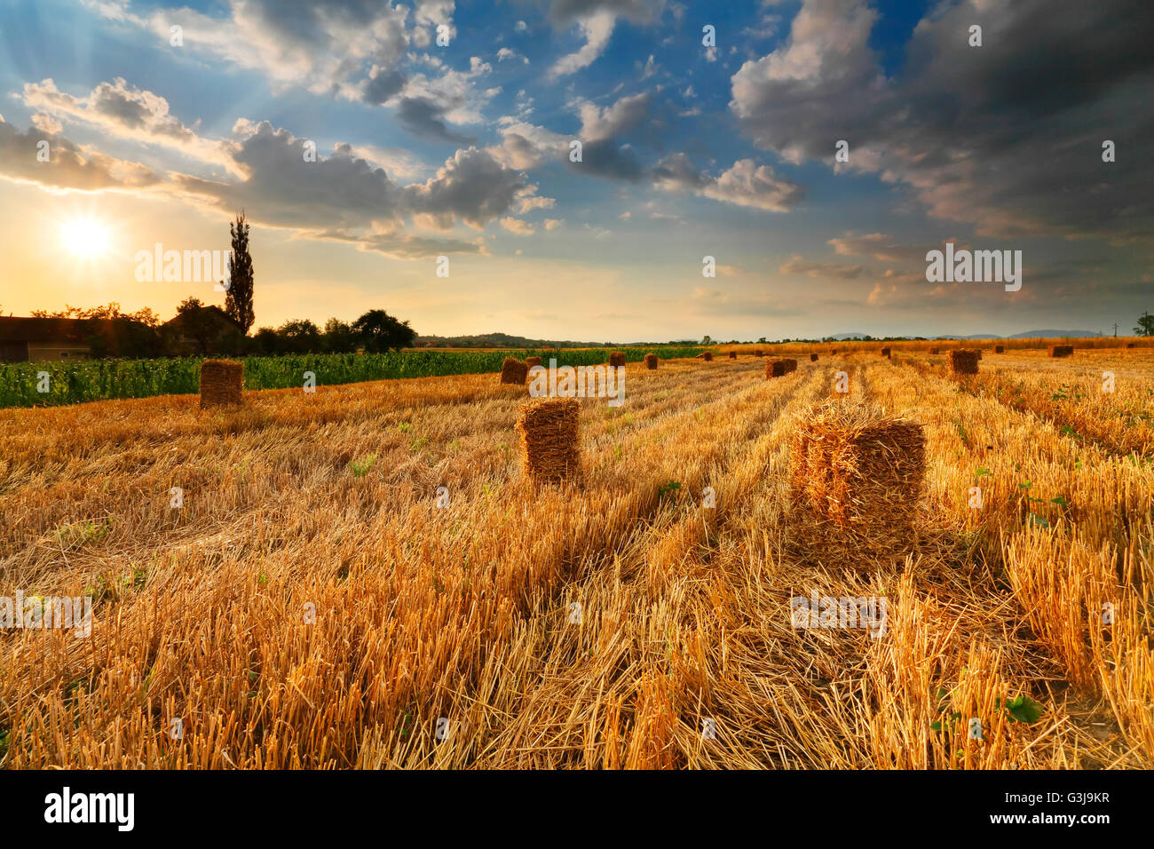 Hay bales in the field at sunset Stock Photo - Alamy
