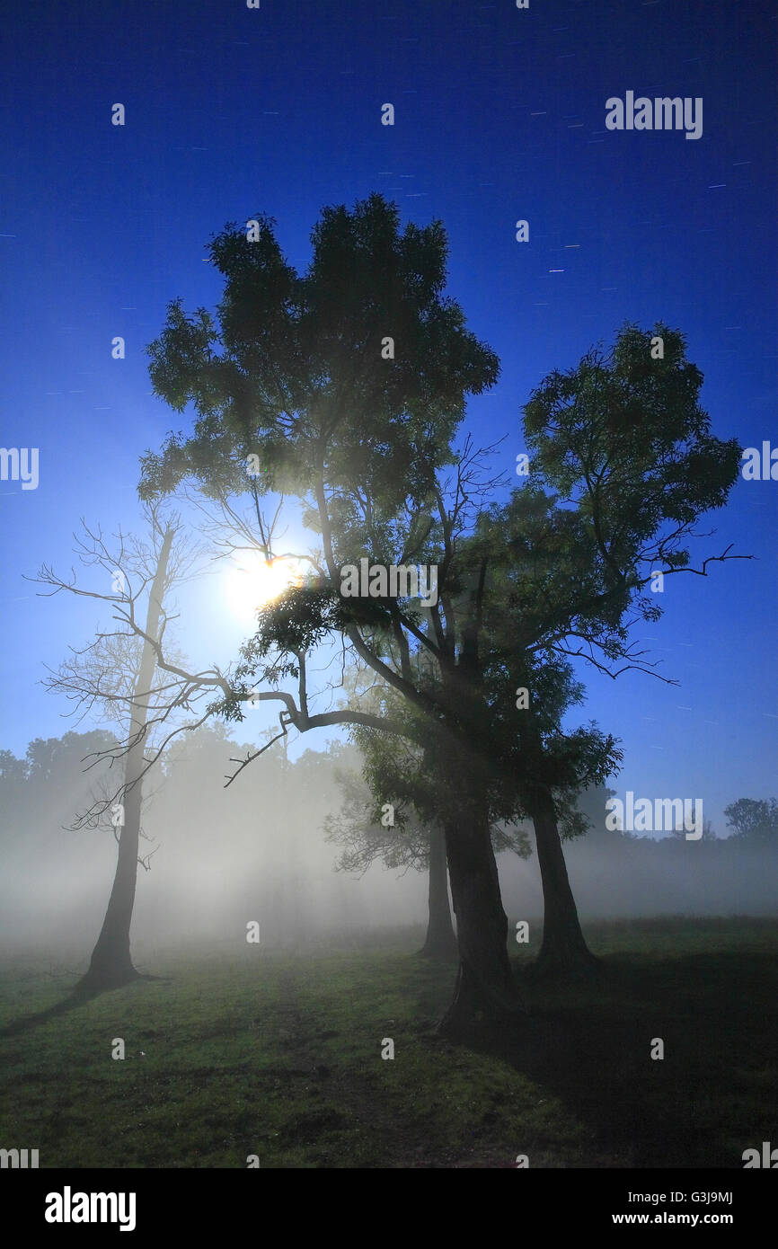 Night moonlight trees hi-res stock photography and images - Alamy