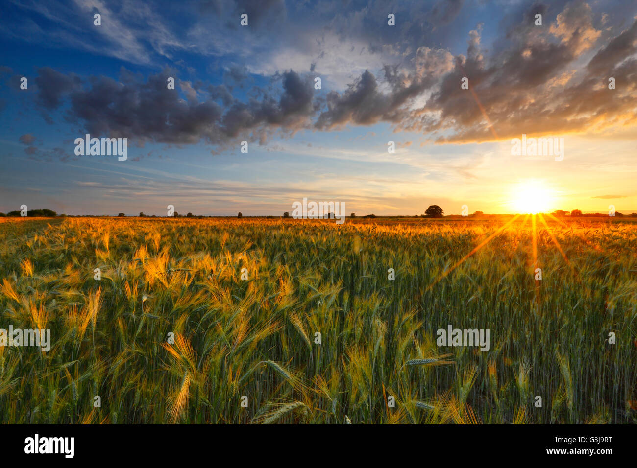 Wheat field at sunset and clouds Stock Photo - Alamy