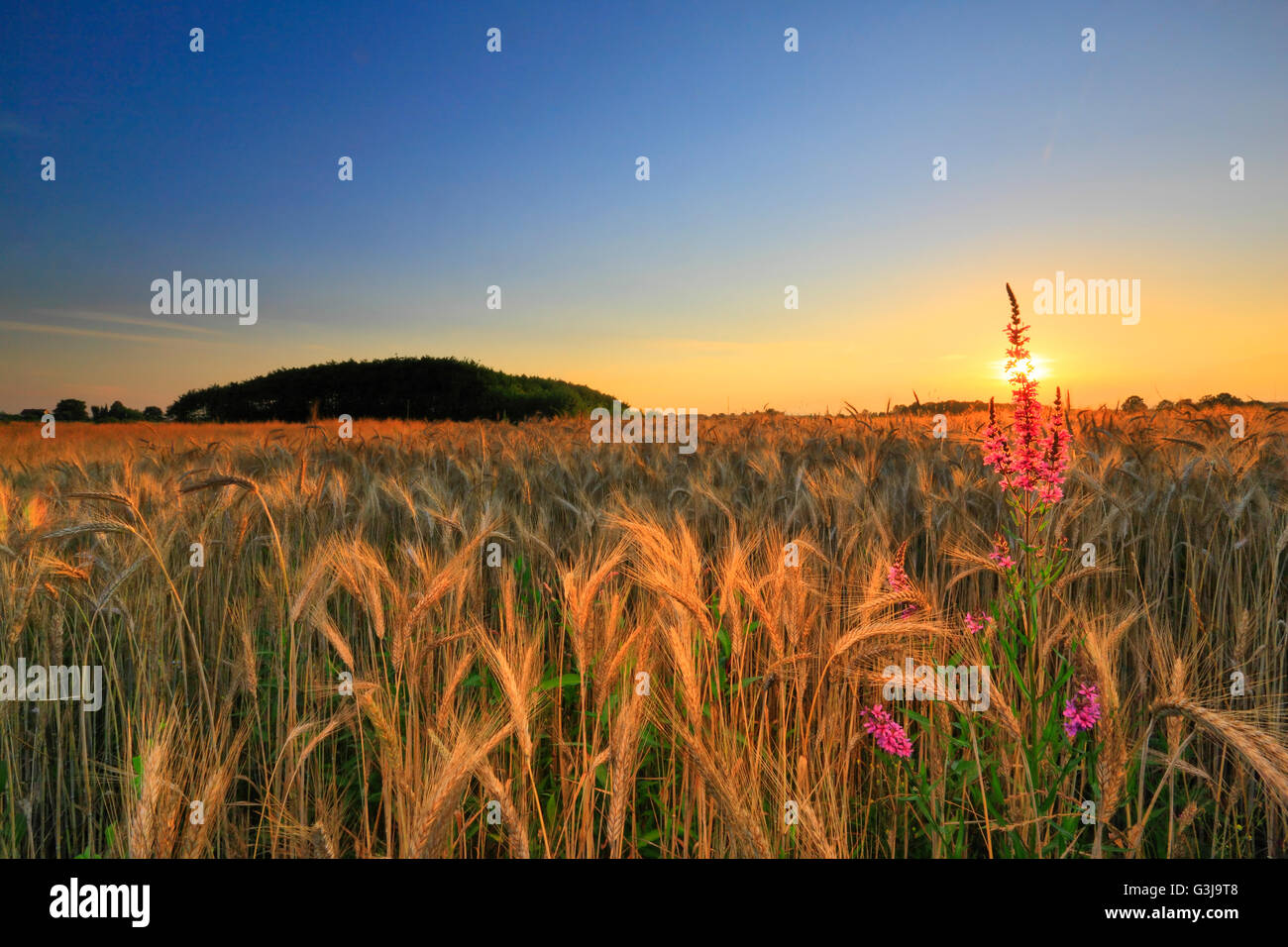 Sunset in the wheat field Stock Photo - Alamy