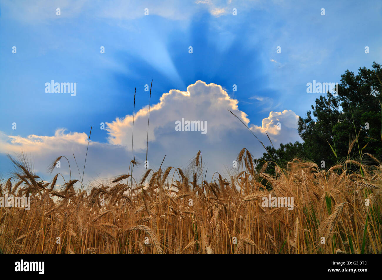 Sun rays over white cloud above wheat field Stock Photo - Alamy