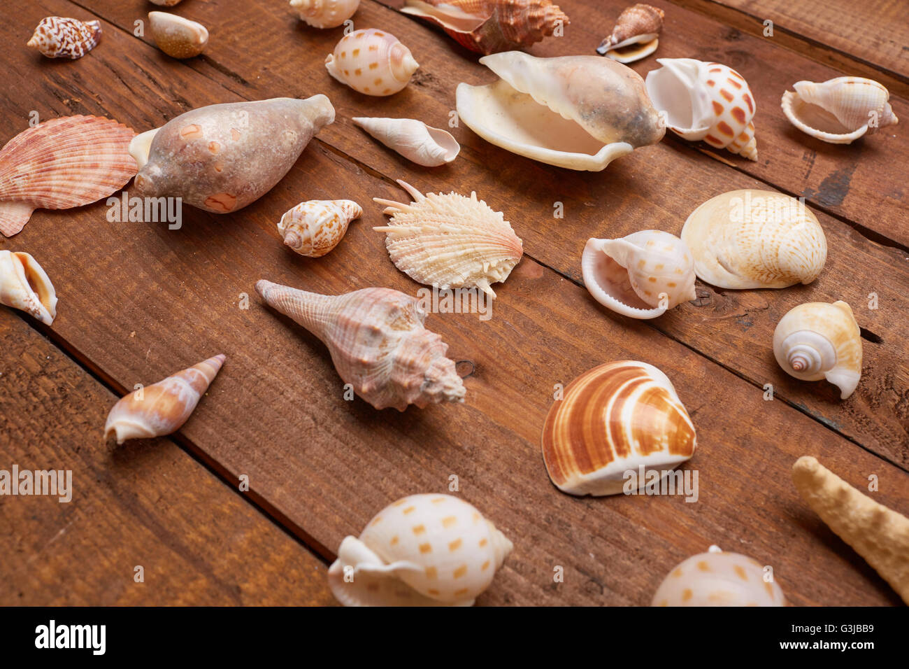 Starfish and spiral shells hi-res stock photography and images - Alamy