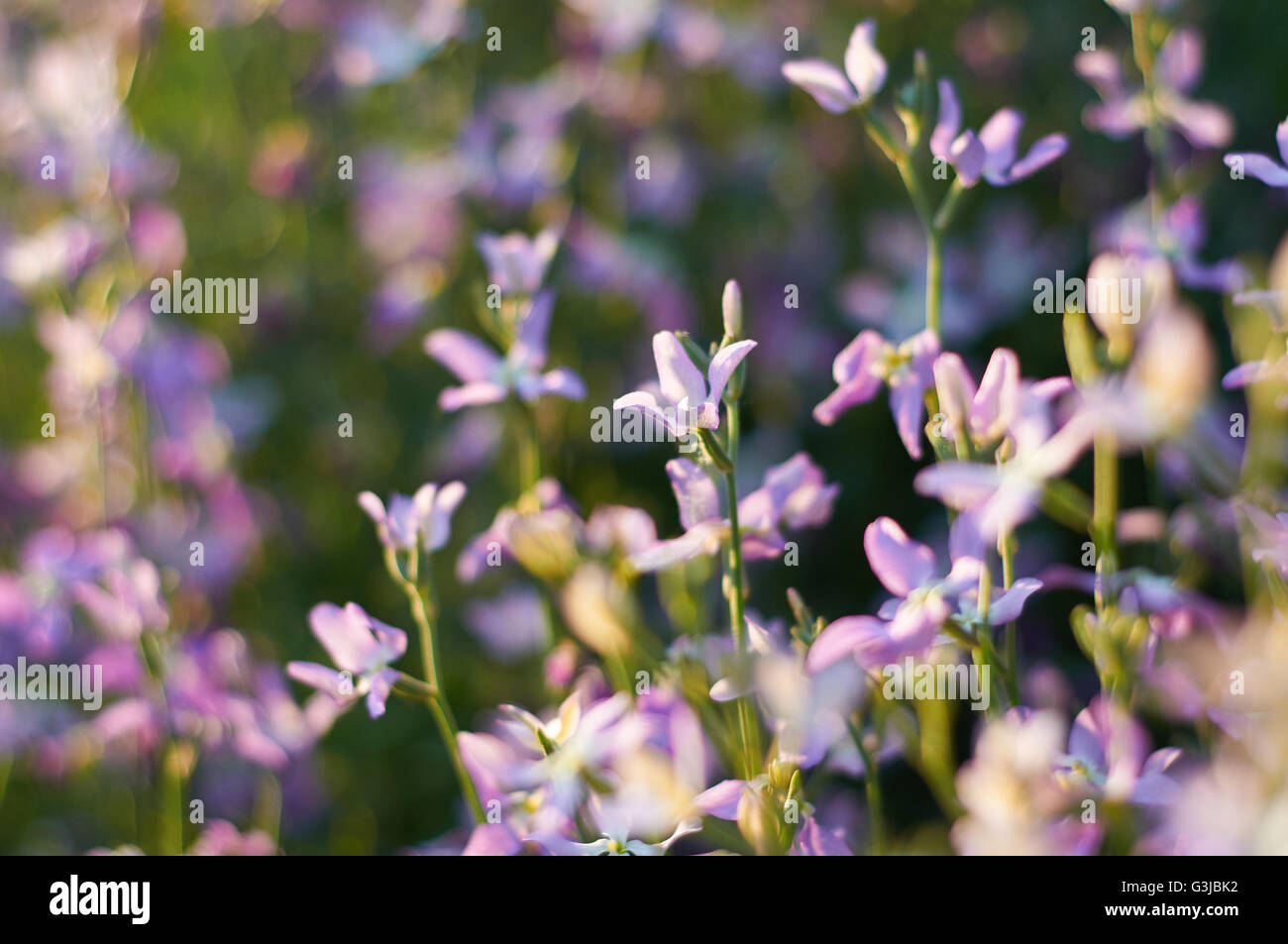 Beauty of the night flower hi-res stock photography and images - Alamy