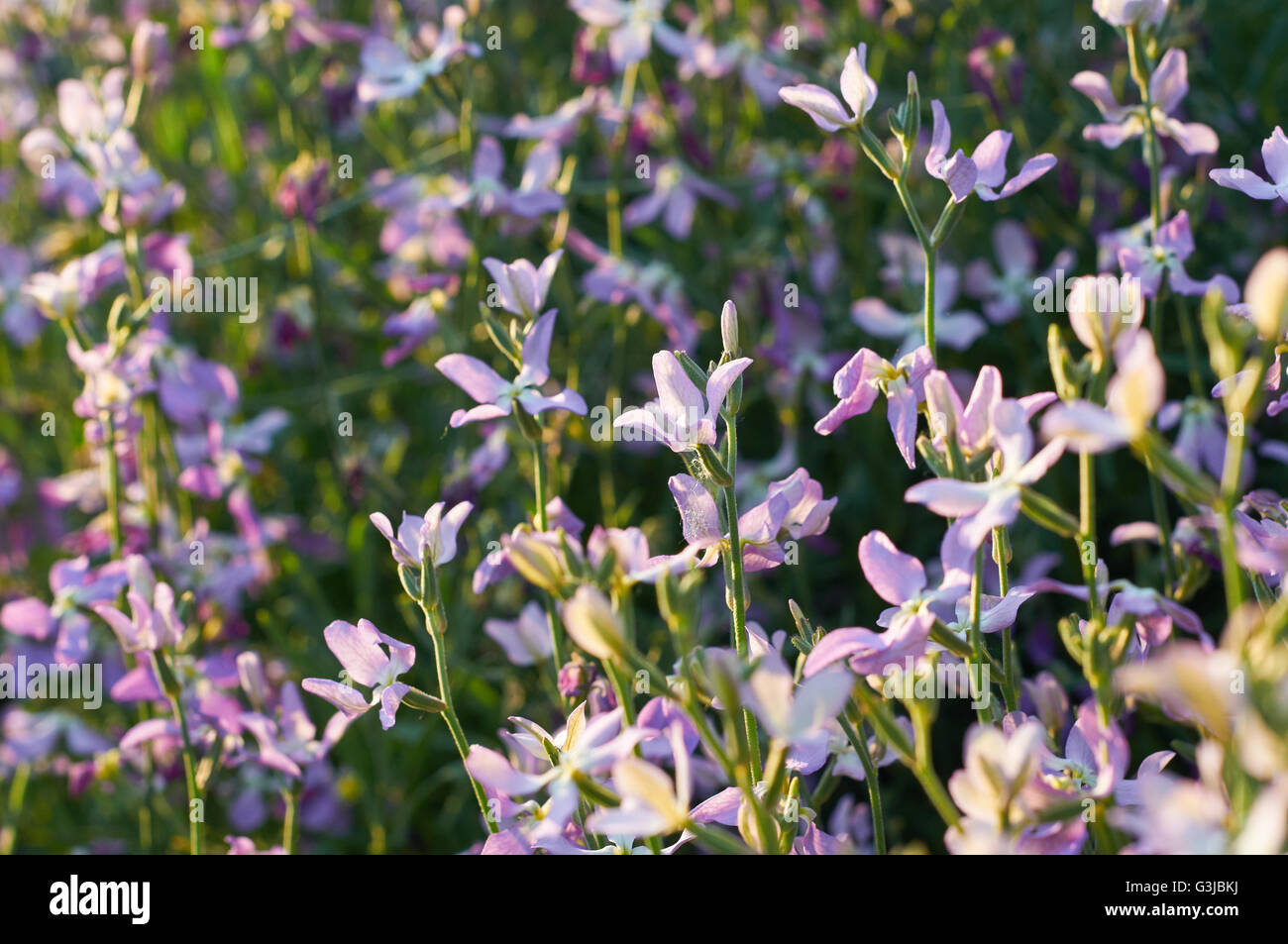 tender flowers of gillyflower or night violet in evening sunlight Stock ...
