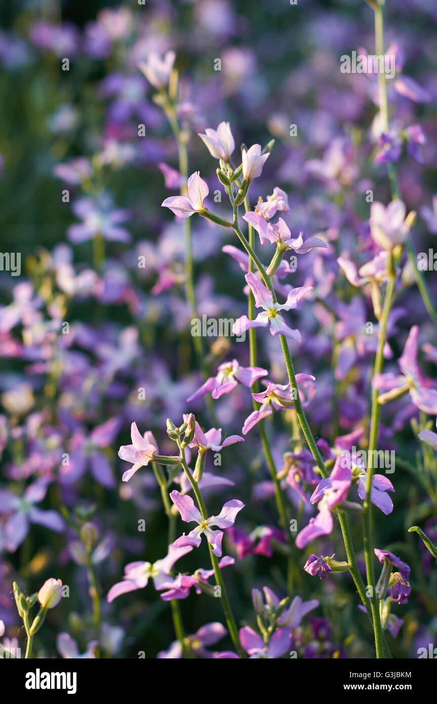 flowers of gillyflower or night violet on flowerbed Stock Photo - Alamy