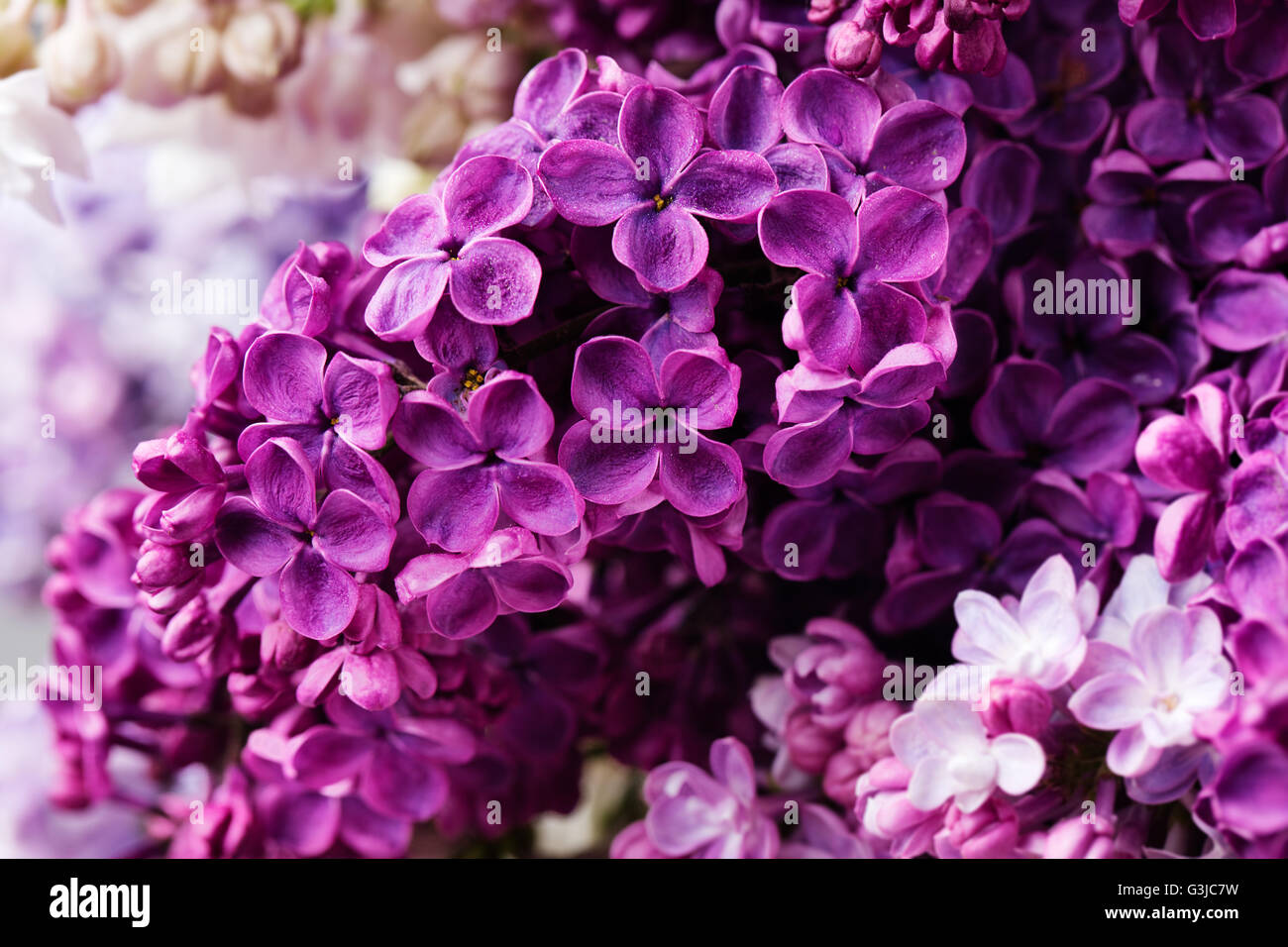 Purple lilac flowers, close up Stock Photo - Alamy