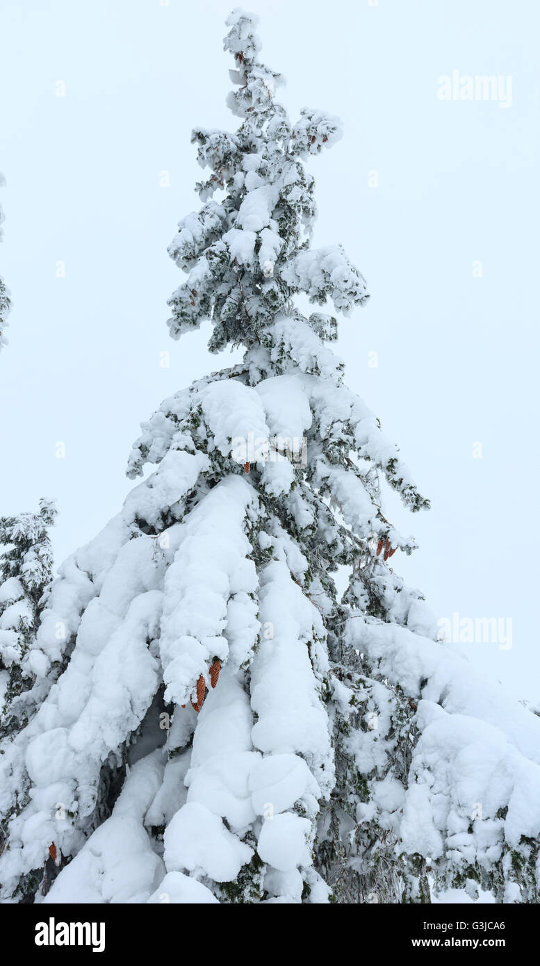 Snowy branchy fir trees with cones on cloudy sky background Stock Photo ...