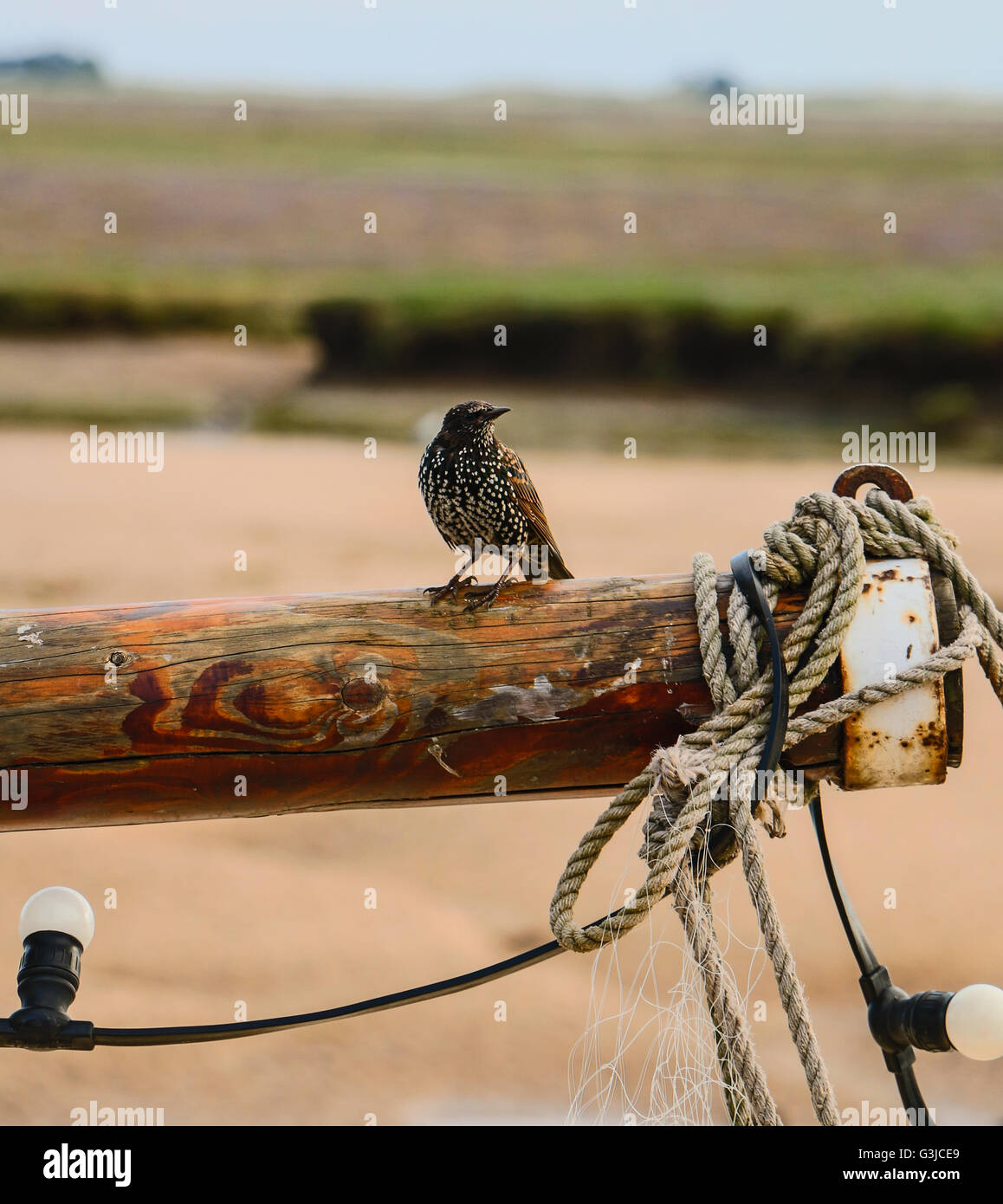 Bird on a sailing boat boom Stock Photo - Alamy