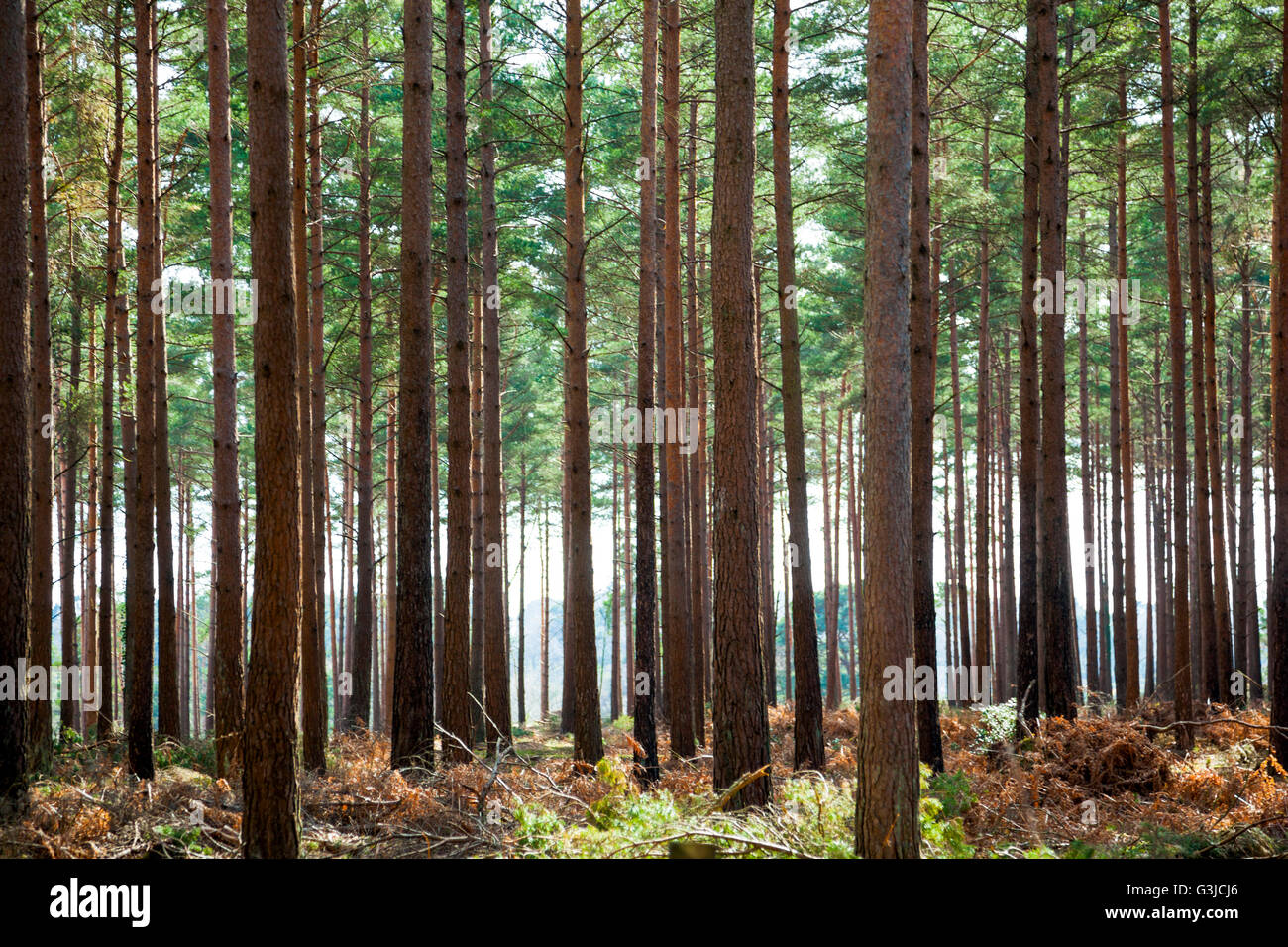 Trunks tall trees pine forest hi-res stock photography and images - Alamy