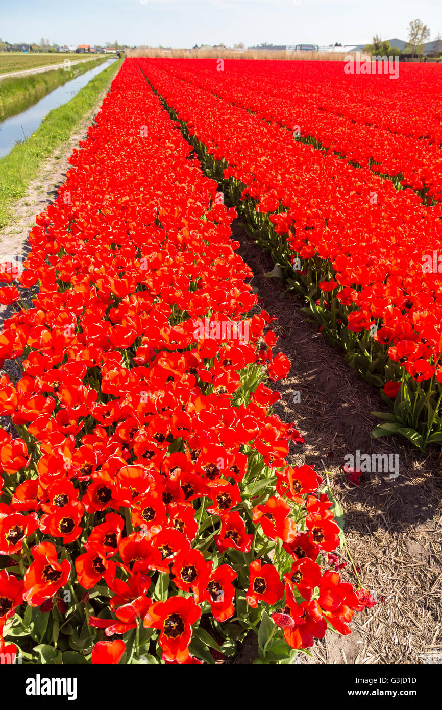 Deep red tulip fields near village of Lisse in the Netherlands in May ...