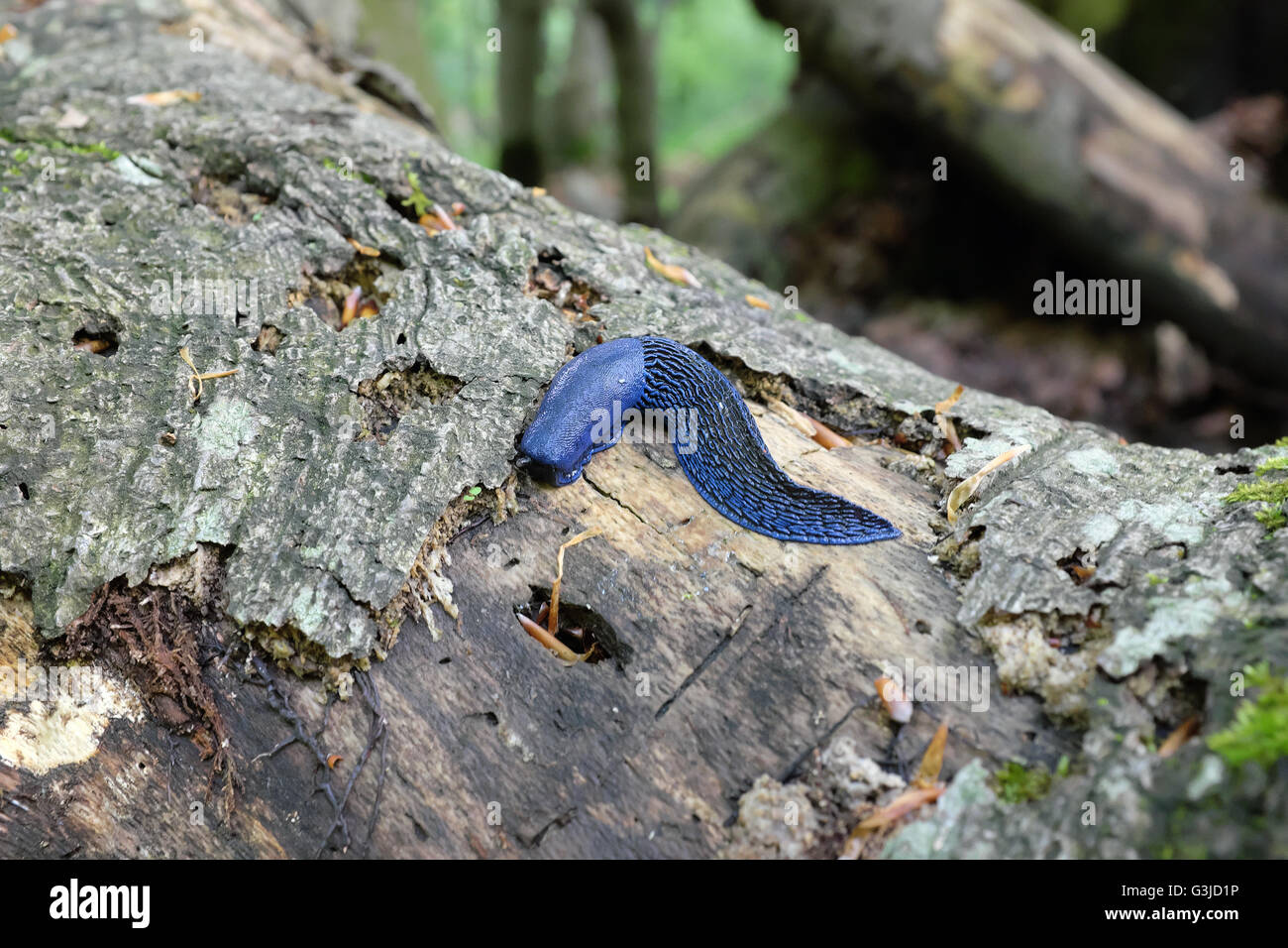Big blue slug on tree in forest Stock Photo - Alamy
