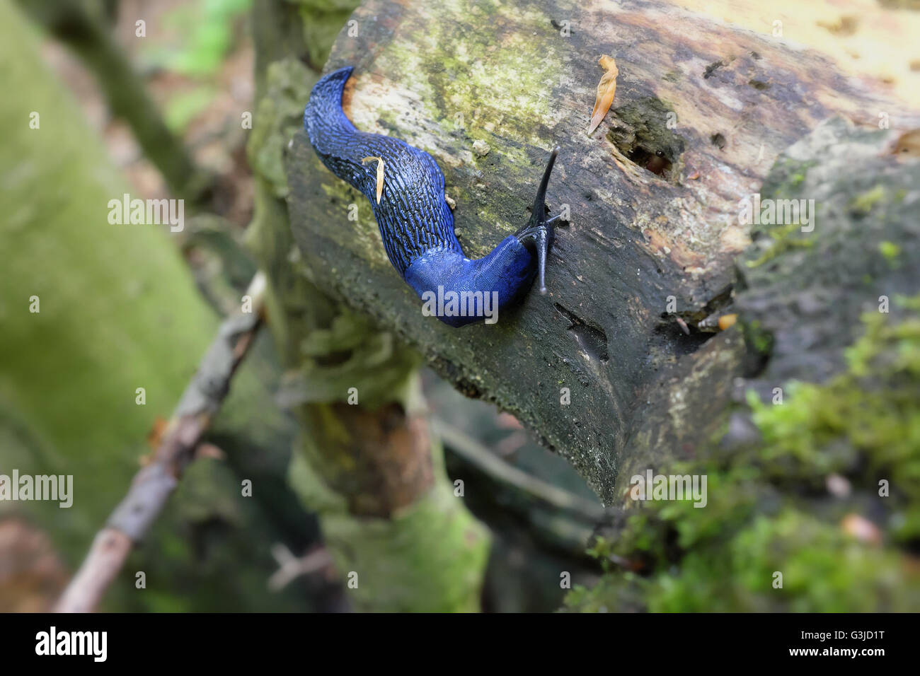 Big blue slug on tree in forest Stock Photo - Alamy