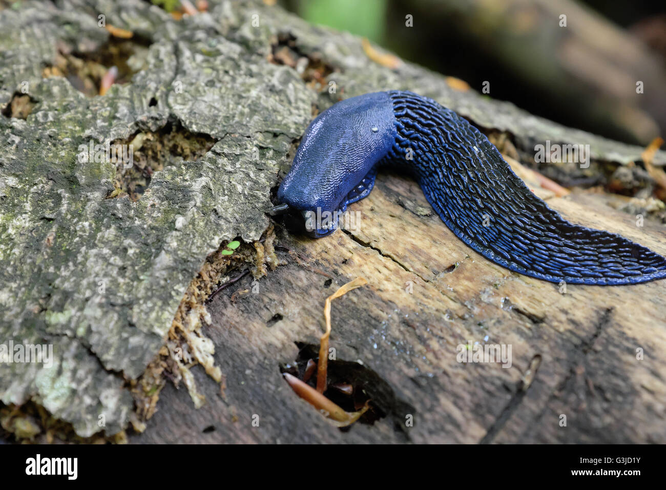 Big blue slug on tree in forest Stock Photo - Alamy
