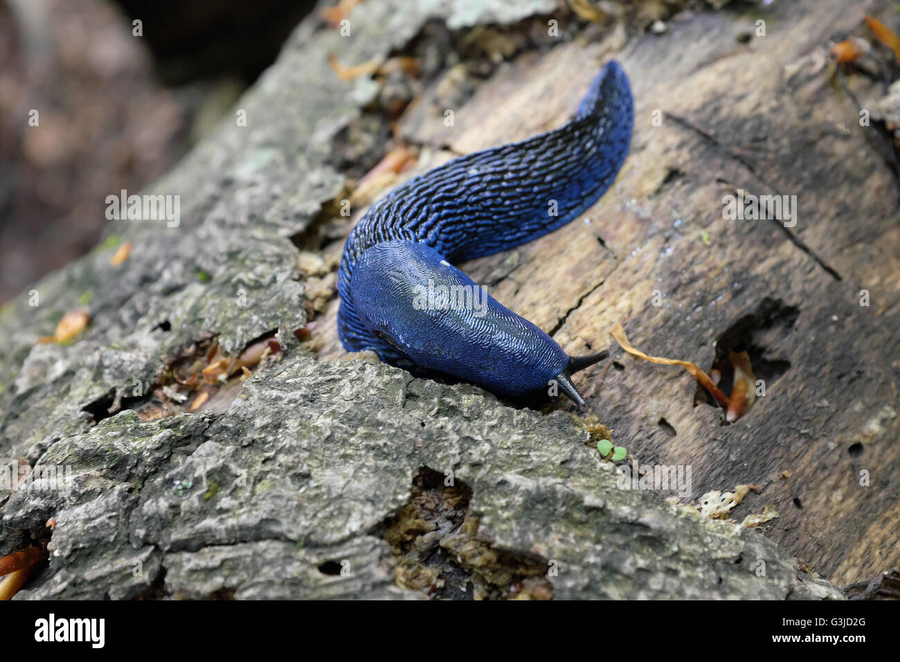 Big blue slug on tree in forest Stock Photo - Alamy