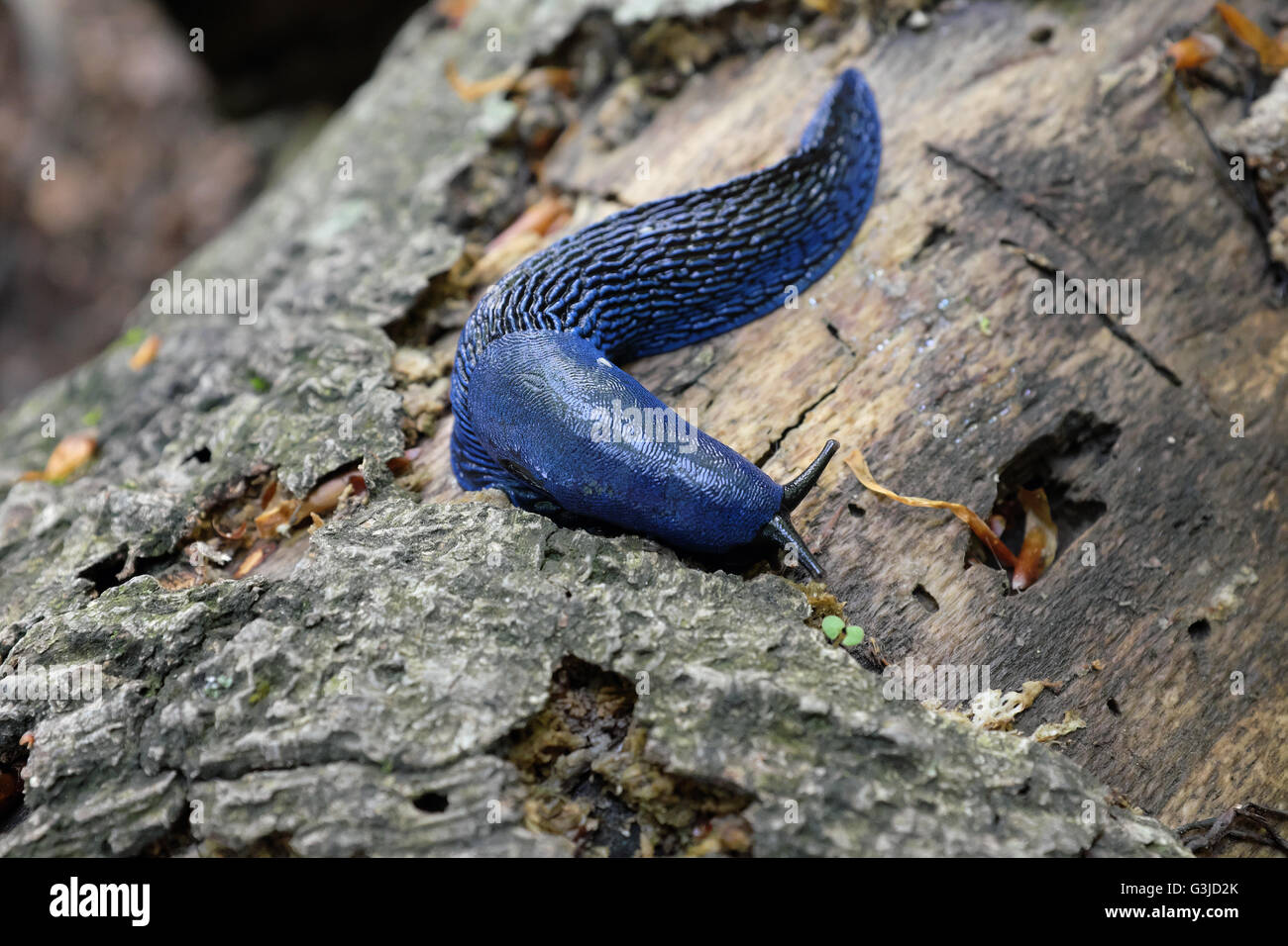 Big blue slug on tree in forest Stock Photo - Alamy
