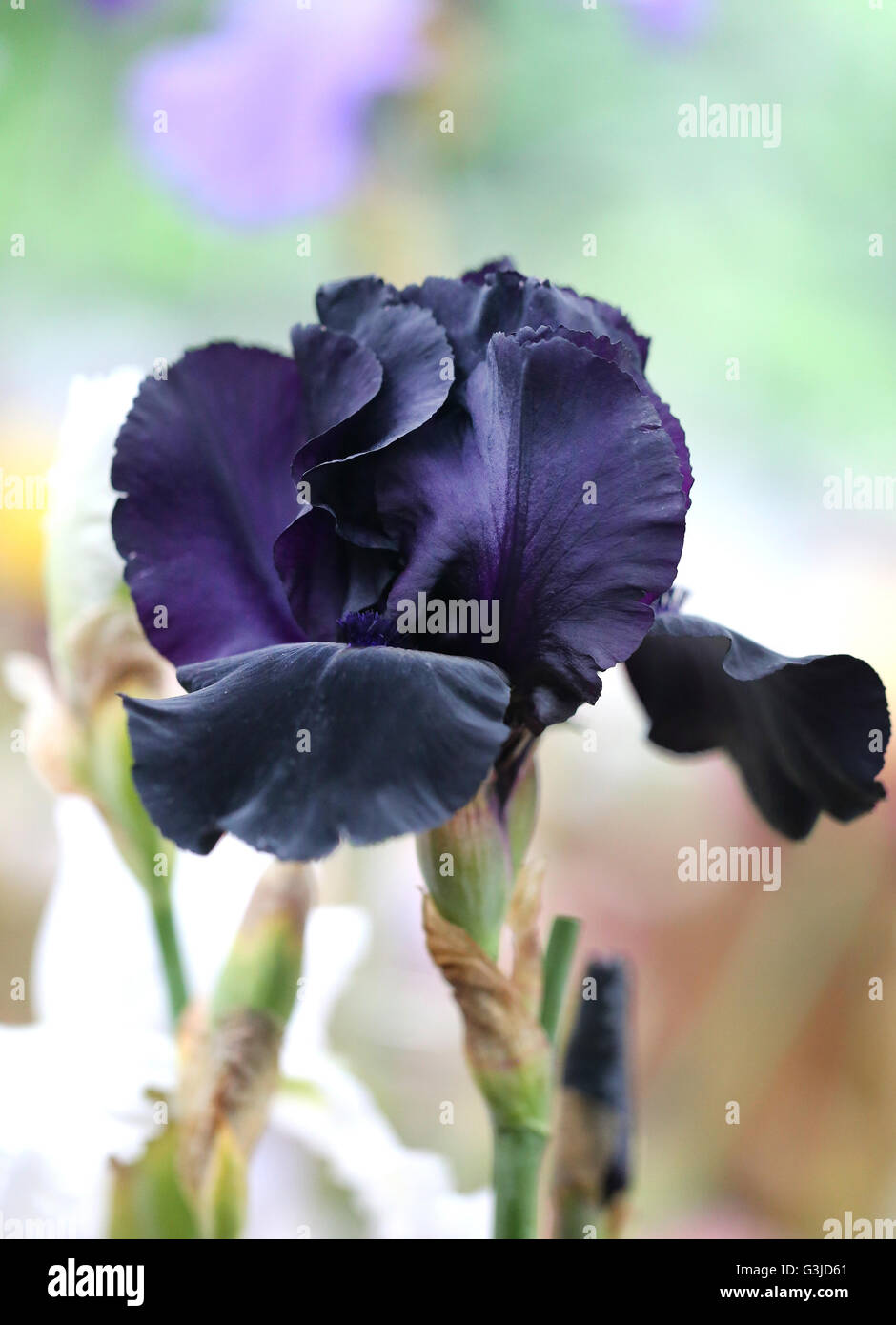 Photo of a beautiful dark-blue iris in summer garden Stock Photo - Alamy