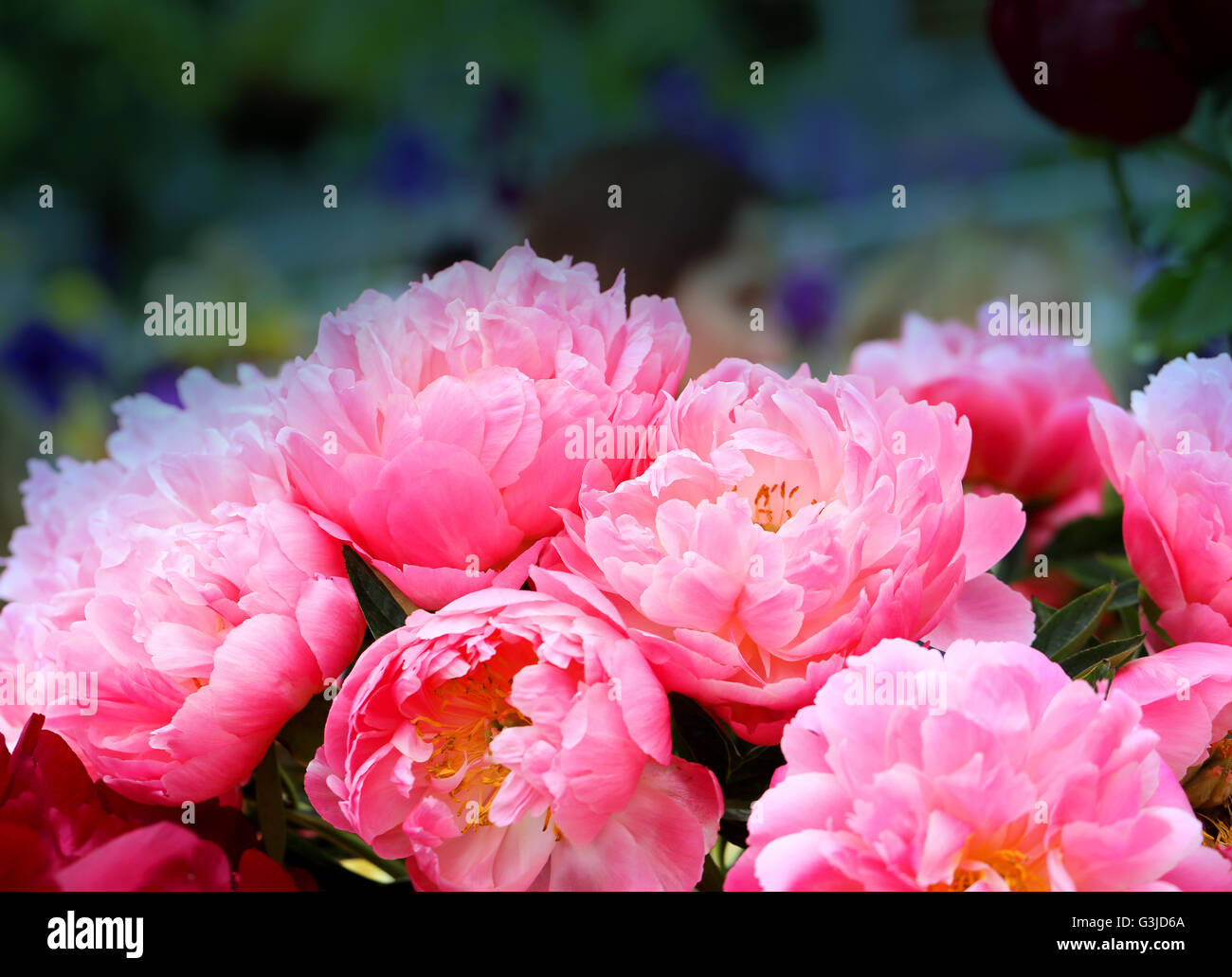 Photo of beautiful pink peonies in the summer garden Stock Photo - Alamy