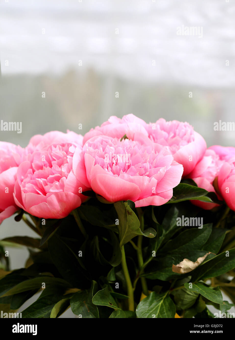 Photo of beautiful pink peonies in the summer garden Stock Photo - Alamy
