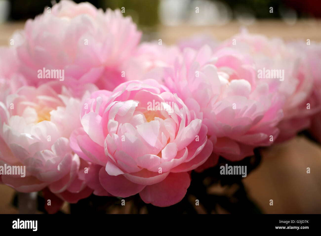 Photo of beautiful pink peonies in the summer garden Stock Photo - Alamy