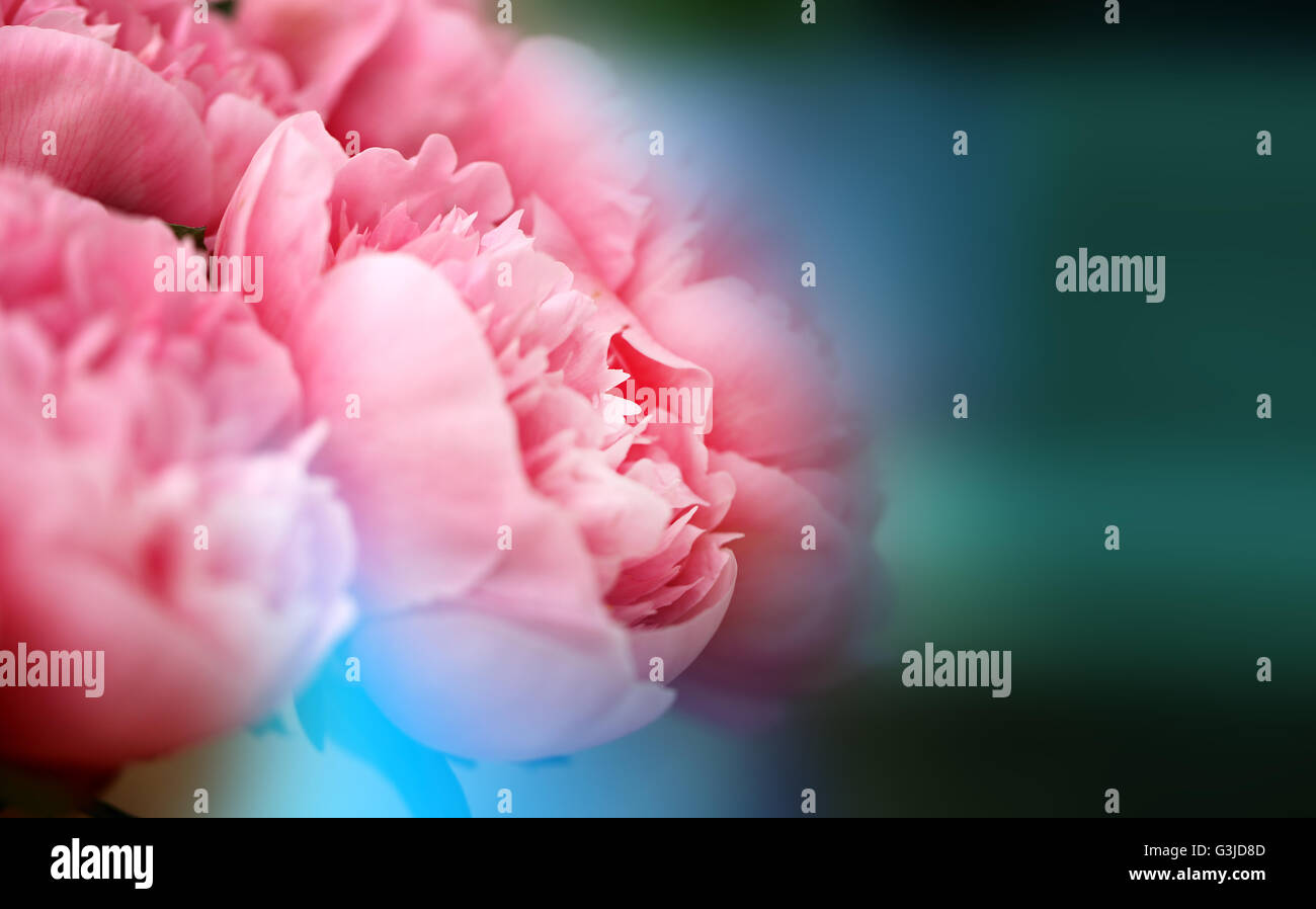 Flowering beautiful peonies different varieties hi-res stock ...