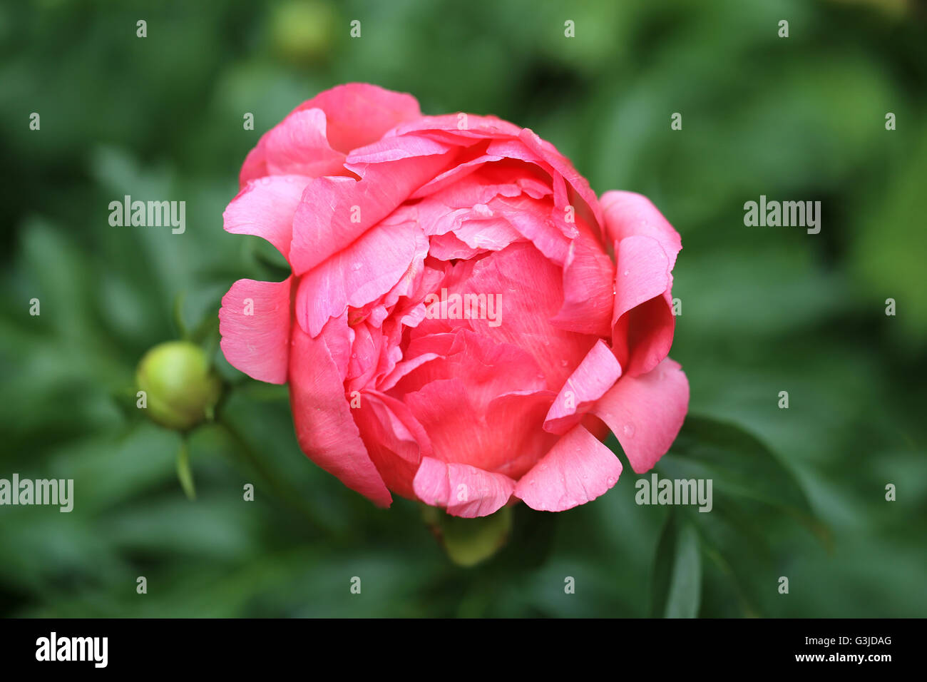 Flowering beautiful peonies different varieties hi-res stock ...