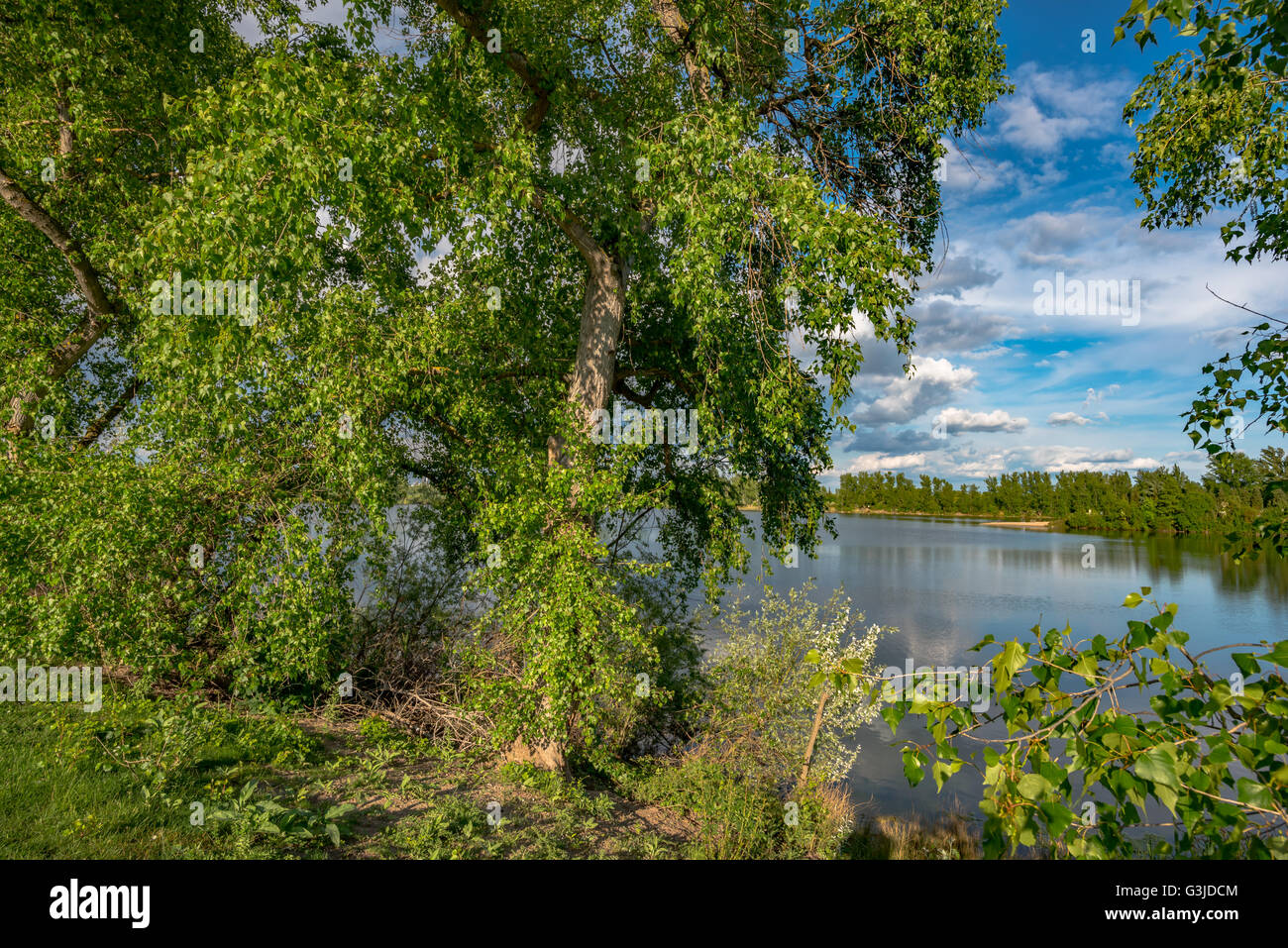 Beautiful landscape with a lake under trees Stock Photo - Alamy