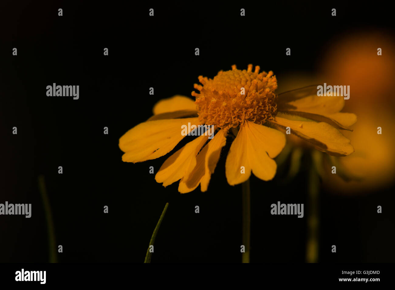 Fall wild flower hi-res stock photography and images - Alamy