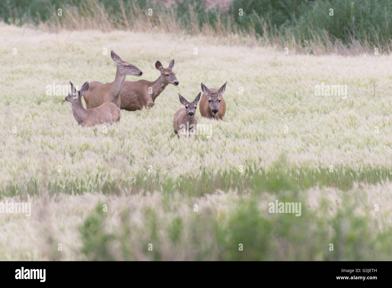 Rocky Mountain Mule Deer, (Odocoileus hemionus hemionus), does and ...
