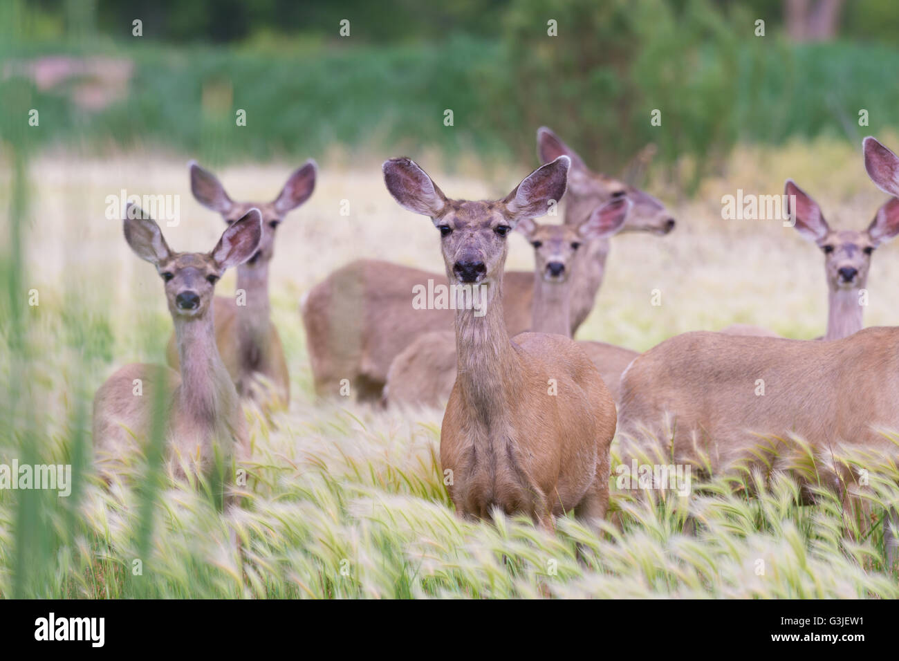 Rocky Mountain Mule Deer, (Odocoileus hemionus hemionus), does and ...