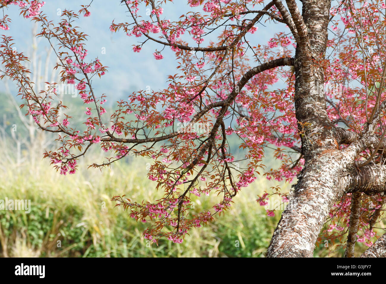 Wild himalayan cherry (Prunus cerasoides) with cherry blossom Stock ...