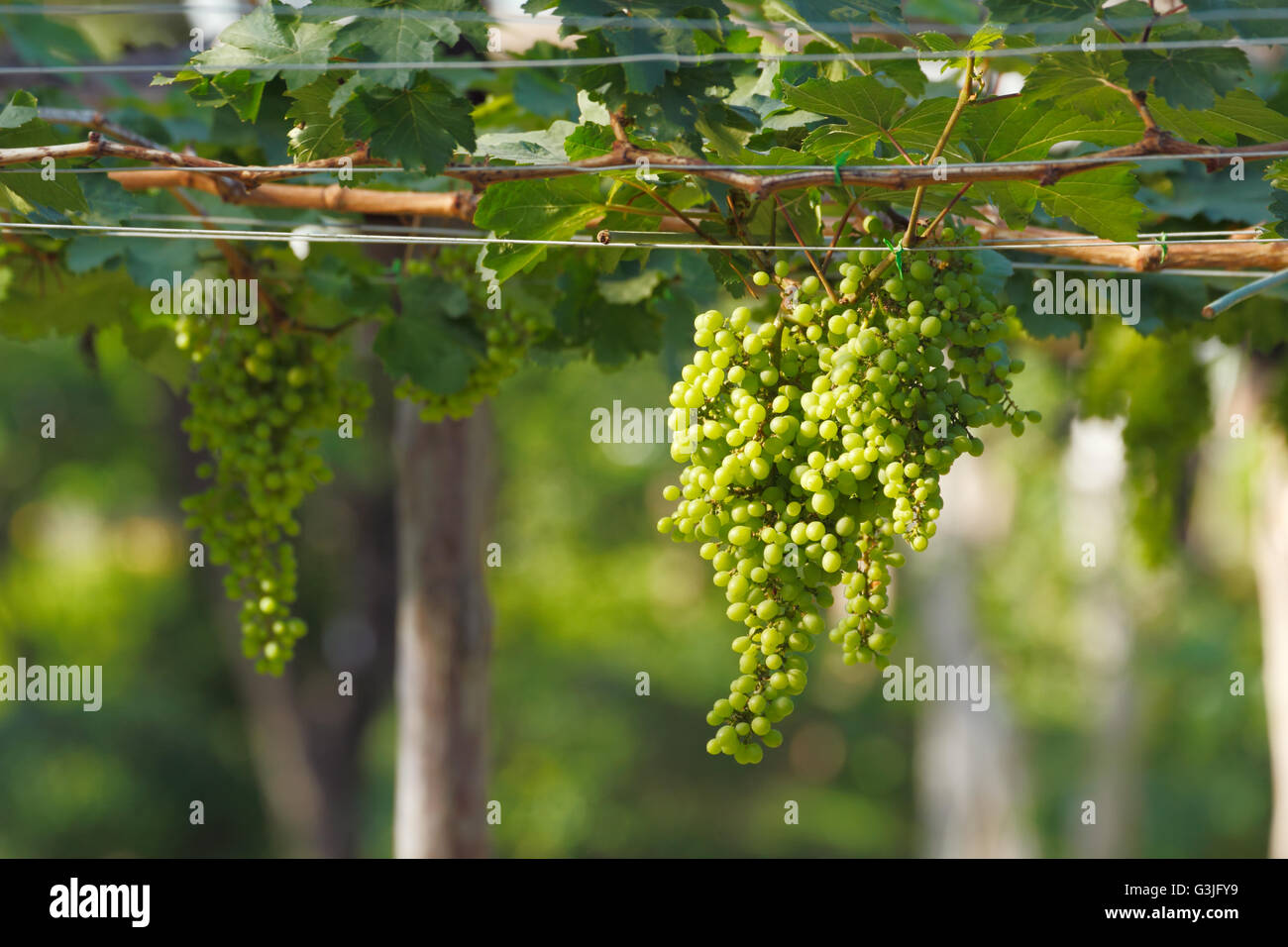 How to grow grape hi-res stock photography and images - Alamy