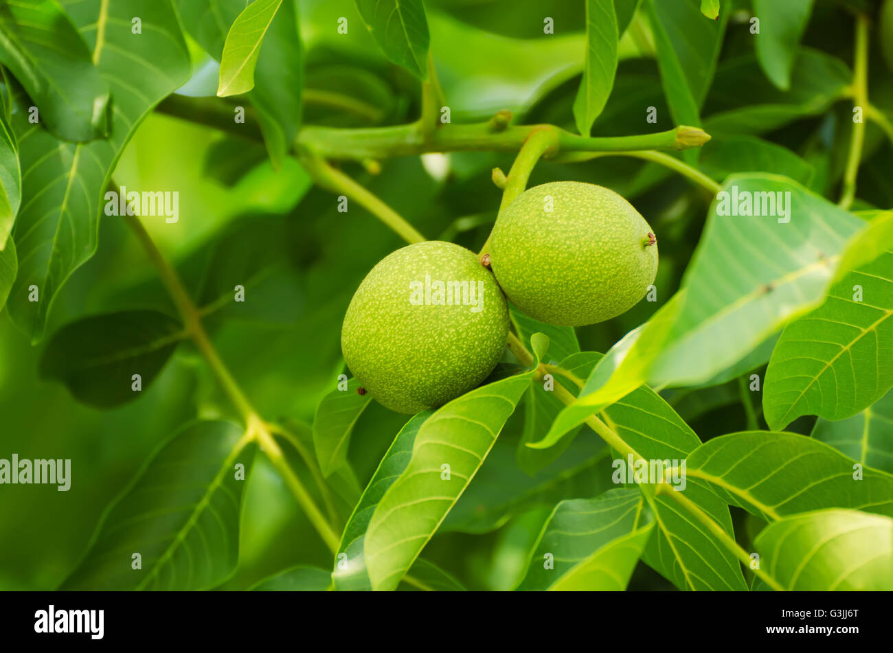 Green walnut fruits Stock Photo - Alamy