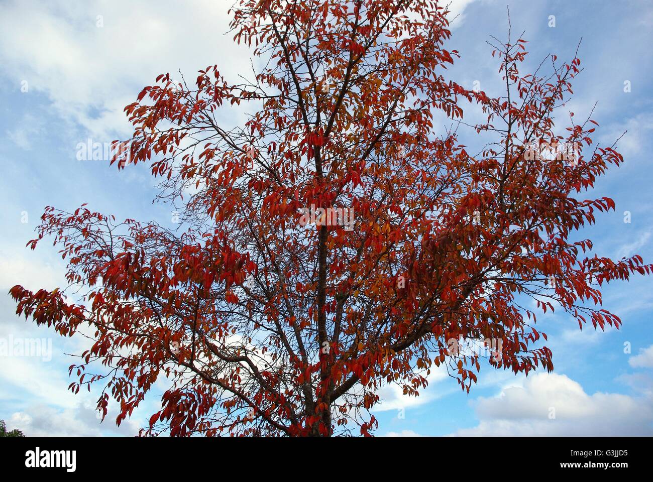 Tree ii hi-res stock photography and images - Alamy