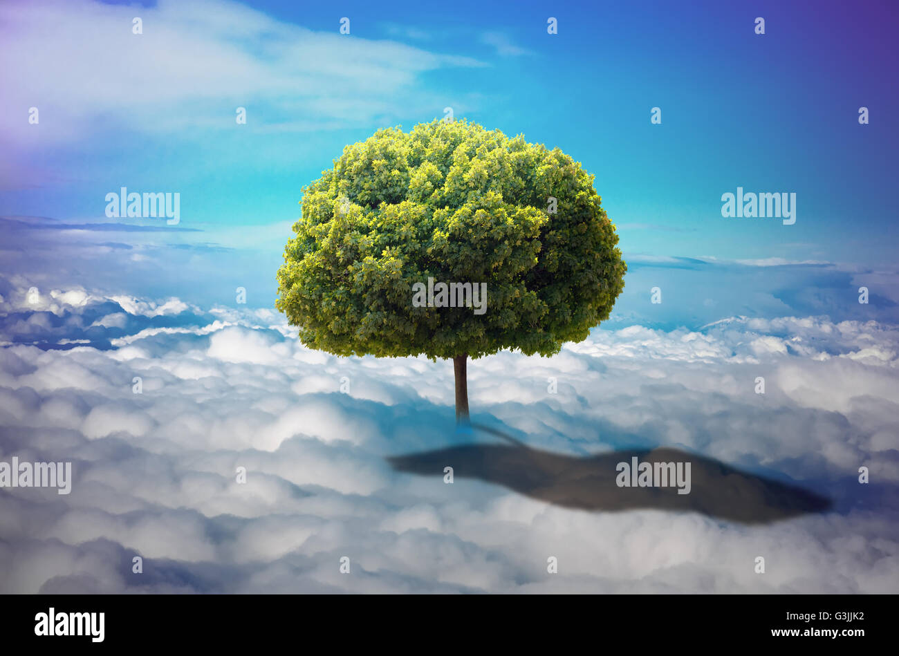 Trees in the clouds. Lonely tree growing on the meadow from the clouds ...