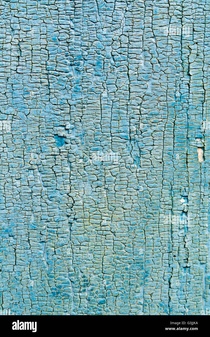 Texture of the old boards painted in blue color. Rotten boards in the ...