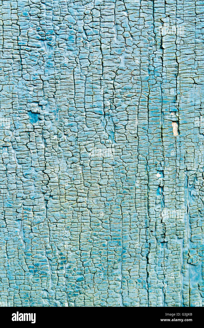 Texture of the old boards painted in blue color. Rotten boards in the ...