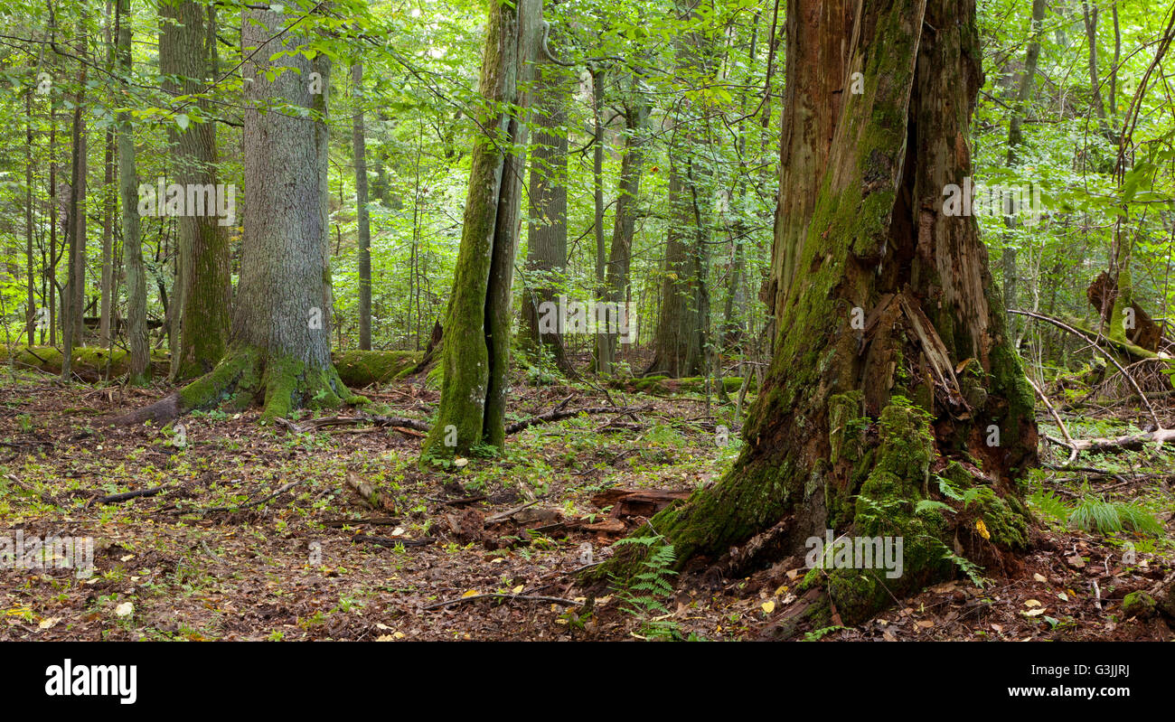 Summertime deciduous stand with dead trees partly declined and old ...