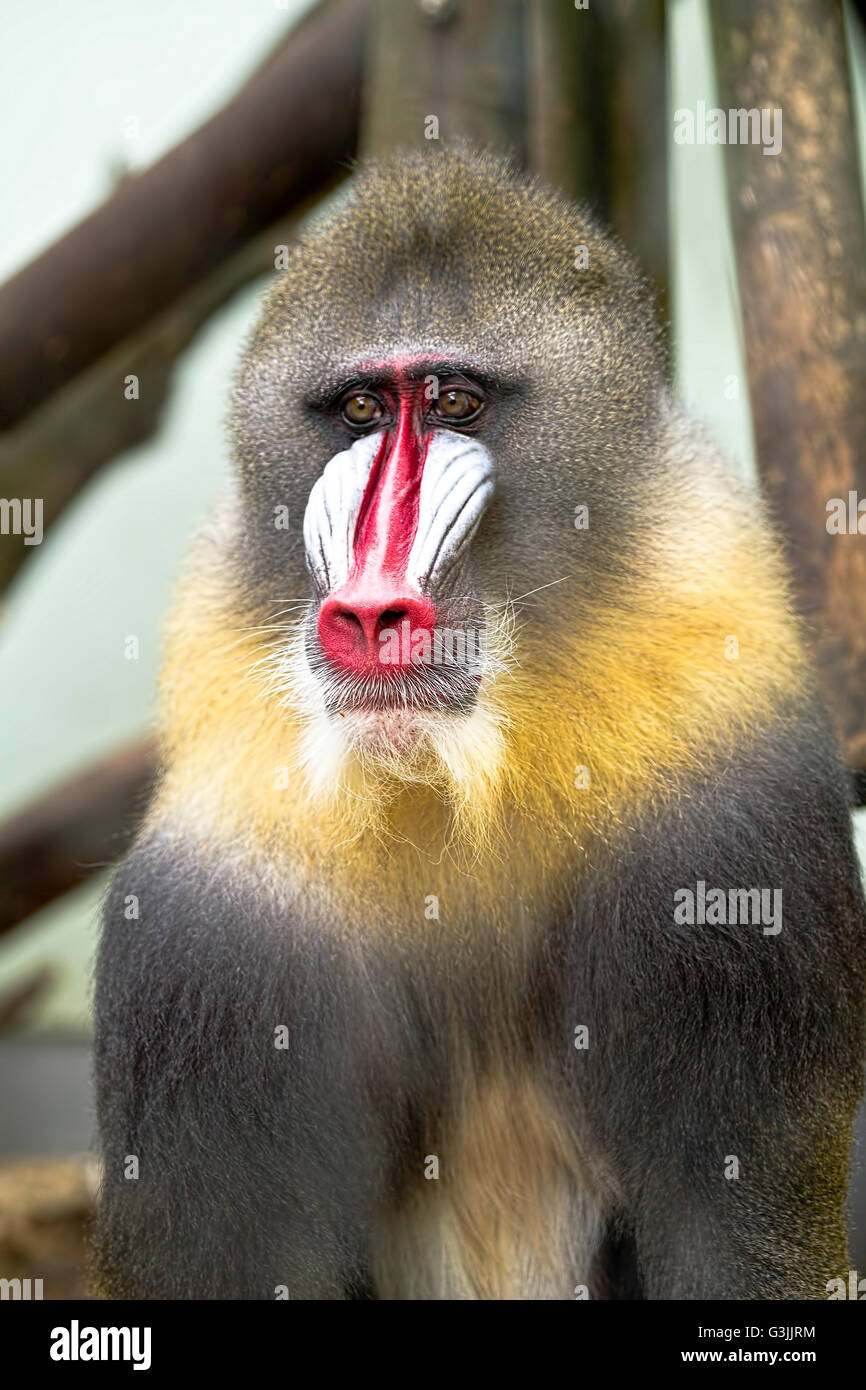 Mandrill group hi-res stock photography and images - Alamy