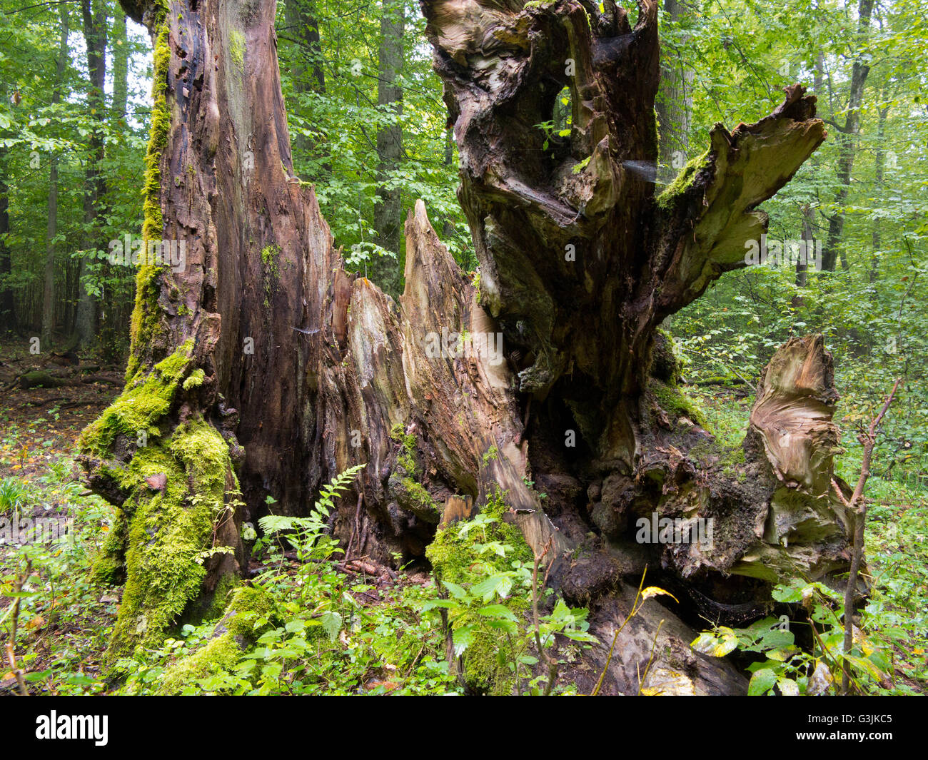 Moss wrapped old hornbeam tree stump from inside,Bialowieza Forest ...