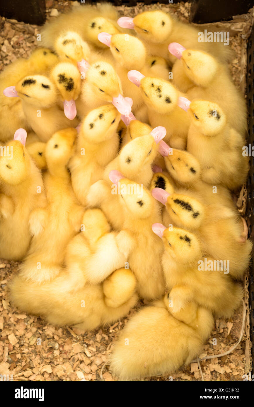 Broiler Chicks High Resolution Stock Photography and Images - Alamy