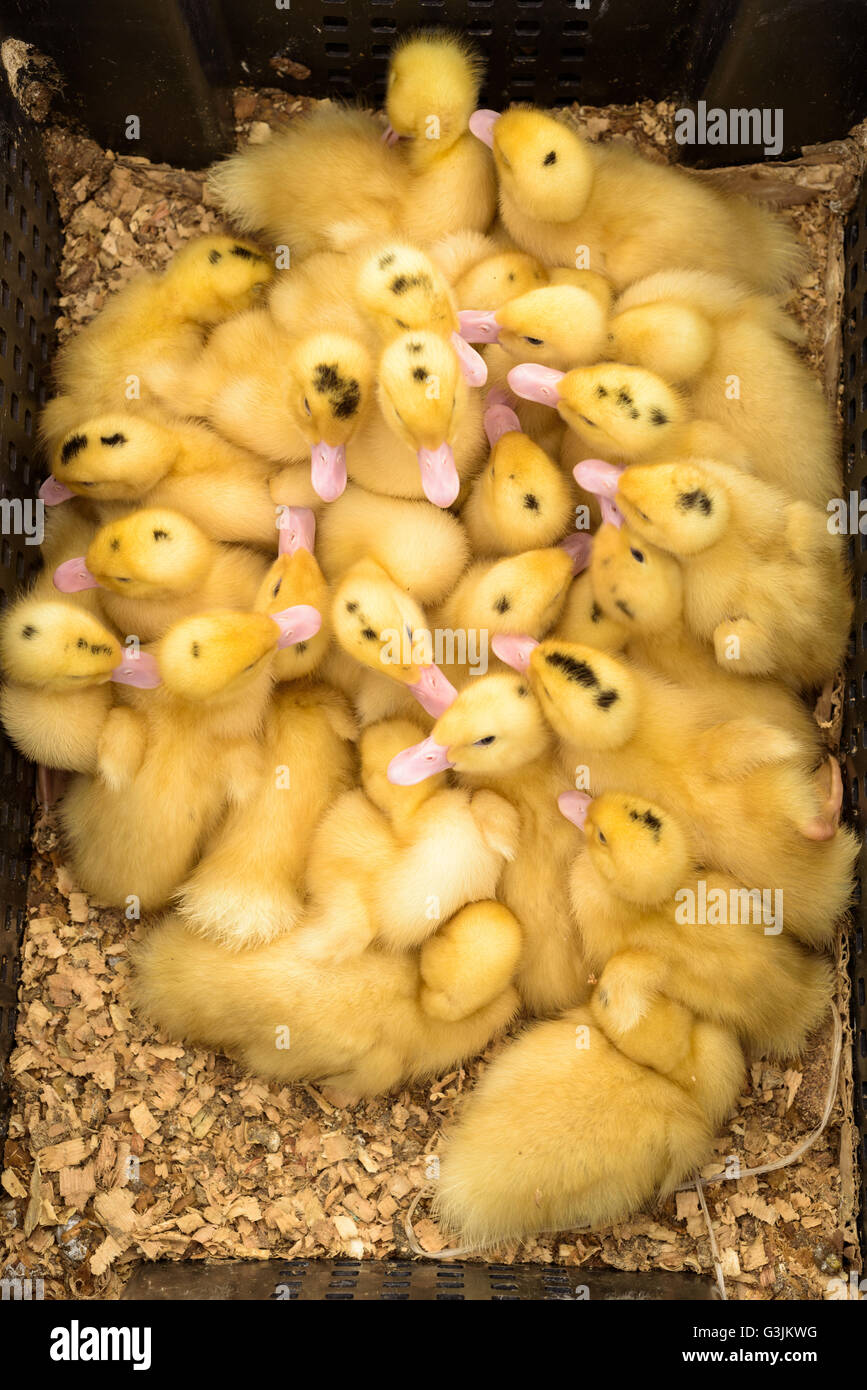 Broiler hen hi-res stock photography and images - Alamy