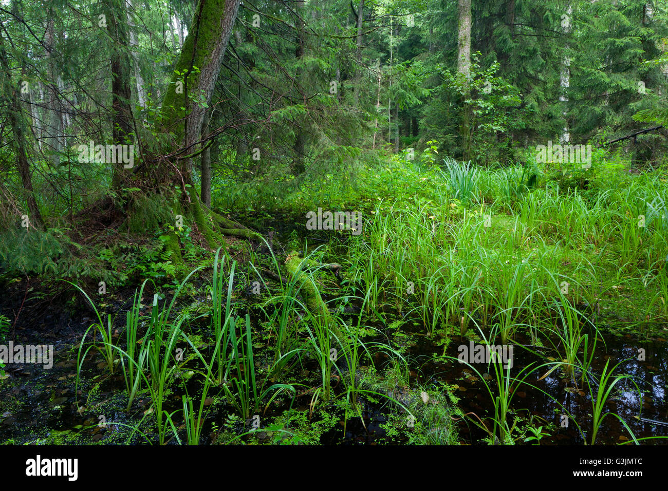 Rich riparian mixed stand of Bialowieza Forest in morning,Poland ...